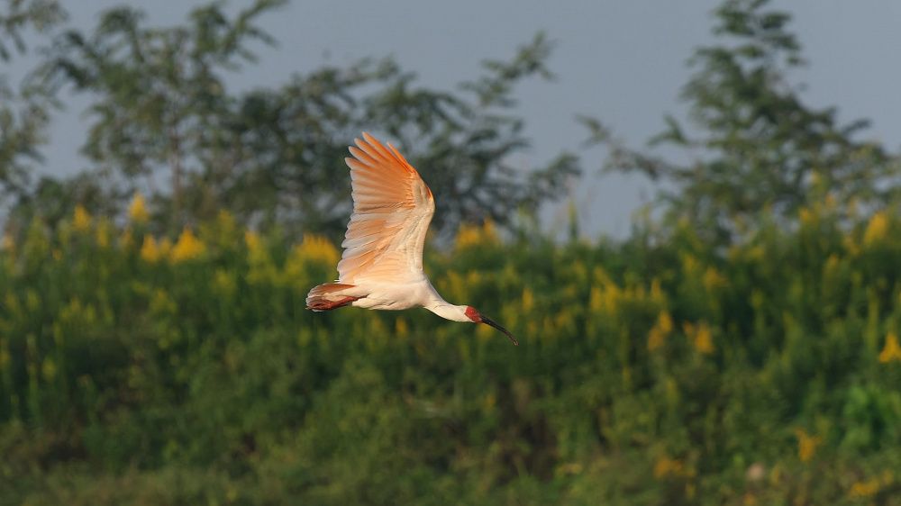China’s crested ibis population exceeds 12,000 amid major conservation ...